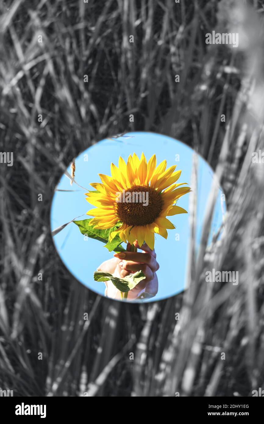 Yellow sunflower in female hand in mirror Stock Photo - Alamy