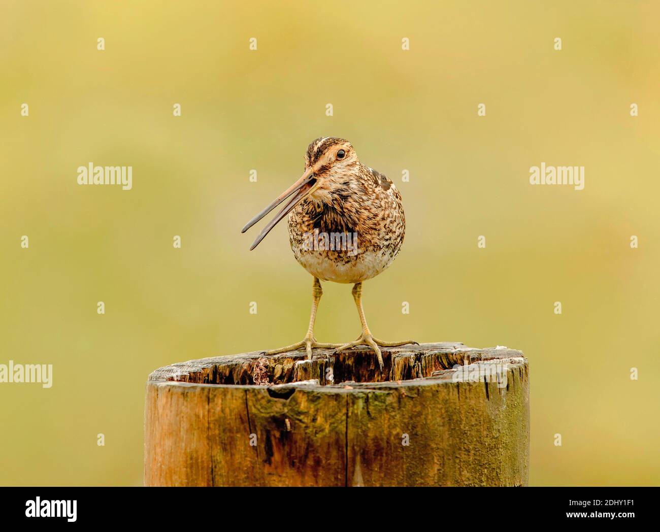 Snipe hebrides hi-res stock photography and images - Alamy