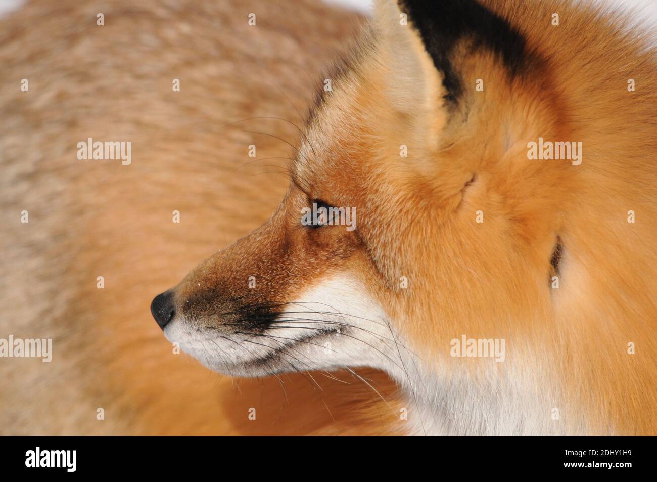 Red fox head shot close-up profile side view looking to the left side ...