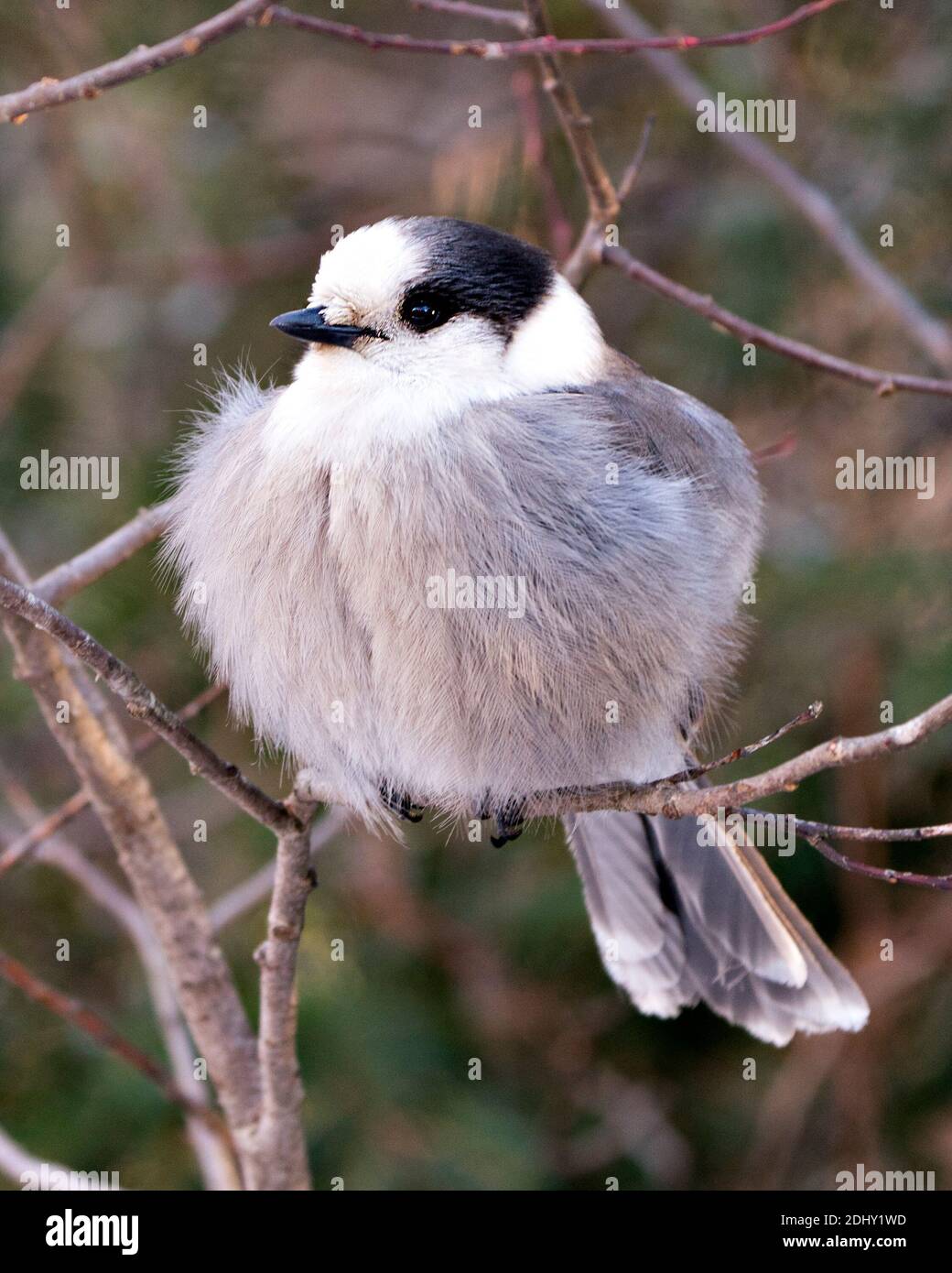 Grey jay attractive bird hi-res stock photography and images - Alamy