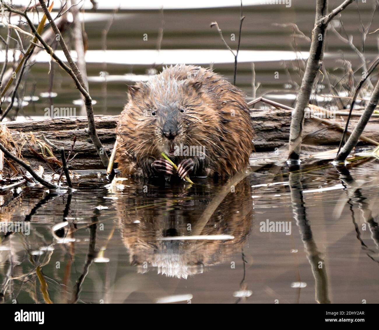 Muskrat stock photos. Muskrat in the water displaying its brown fur by ...