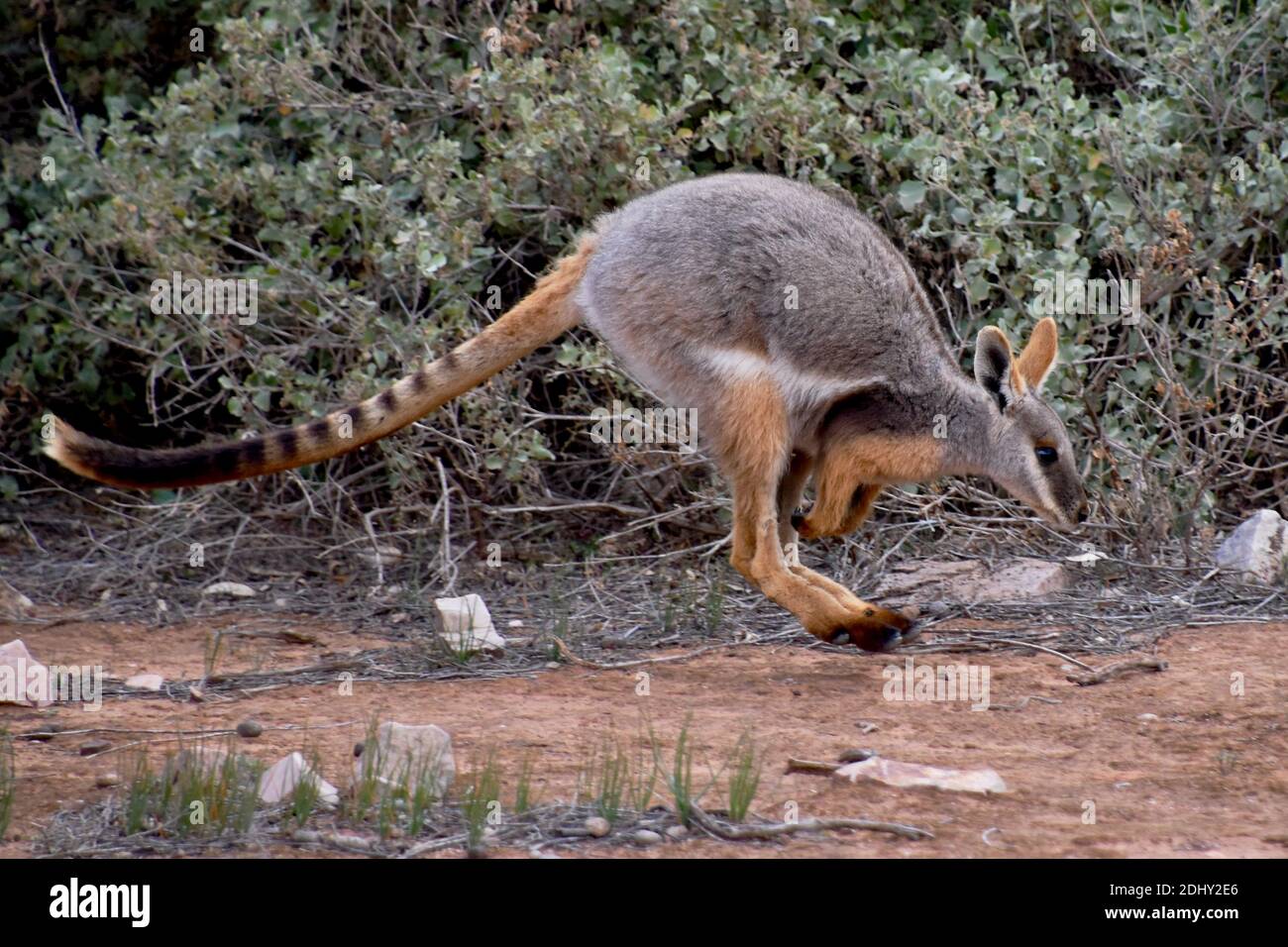 Yellow Footed Rock Wallaby Stock Photo - Alamy