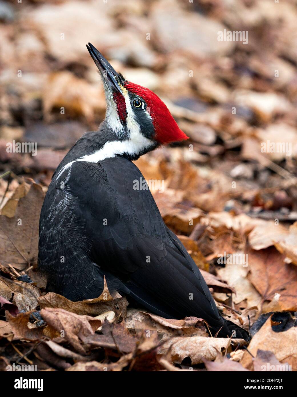 Brown woodpecker hi-res stock photography and images - Alamy