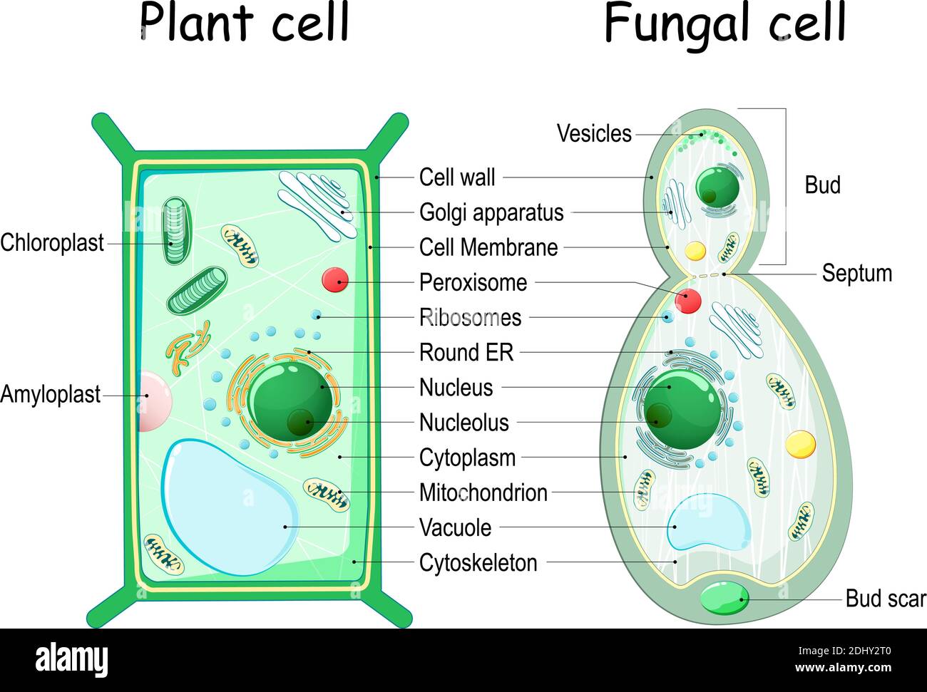 Fungal Cell Labeled