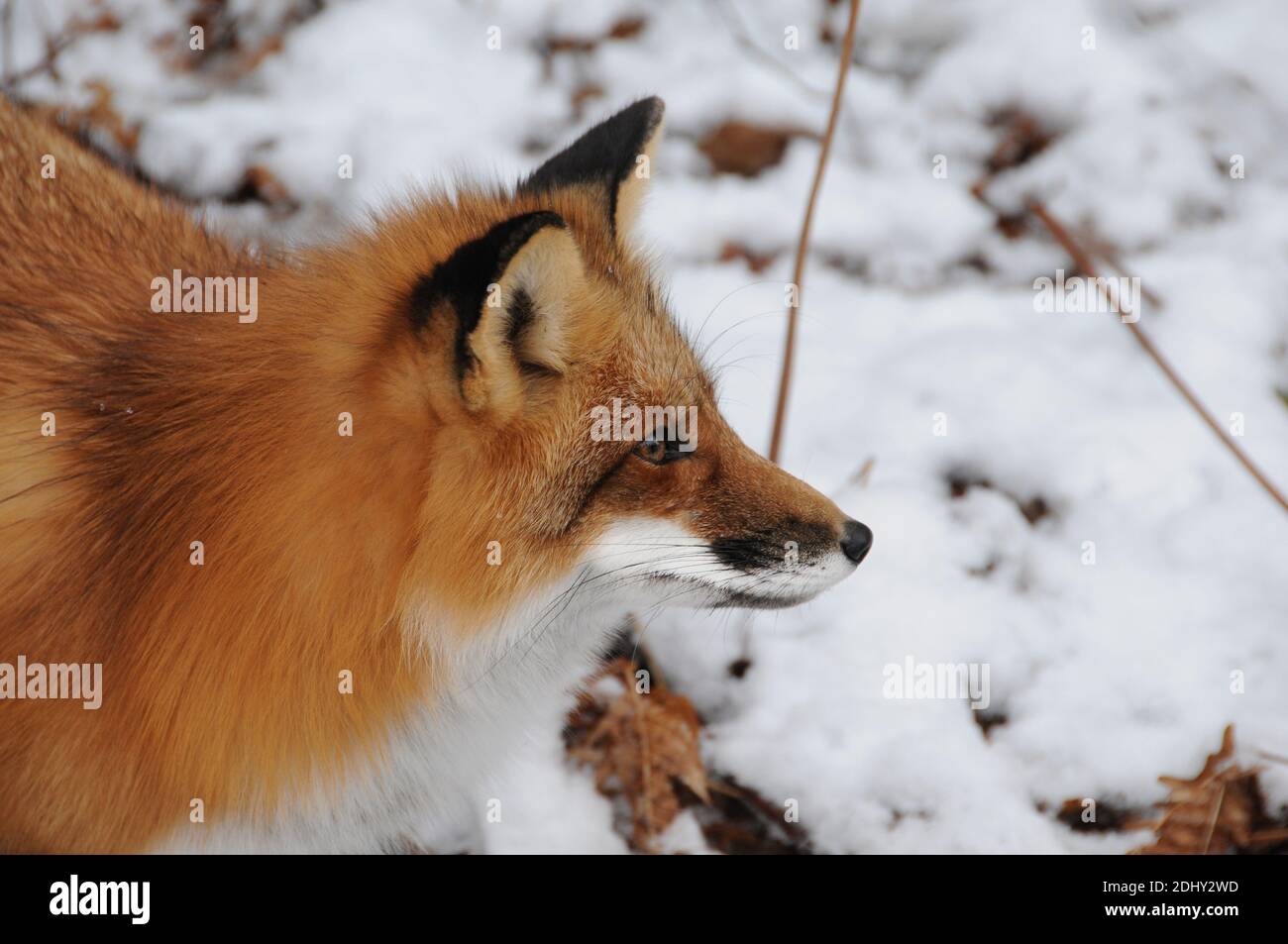 Red fox head shot close-up profile view in the winter season in its ...