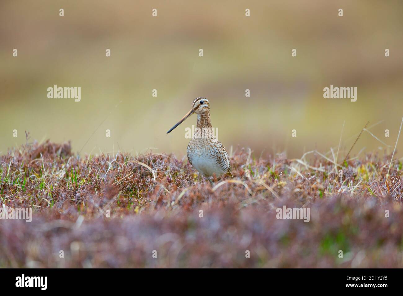 Purple snipe hi-res stock photography and images - Alamy
