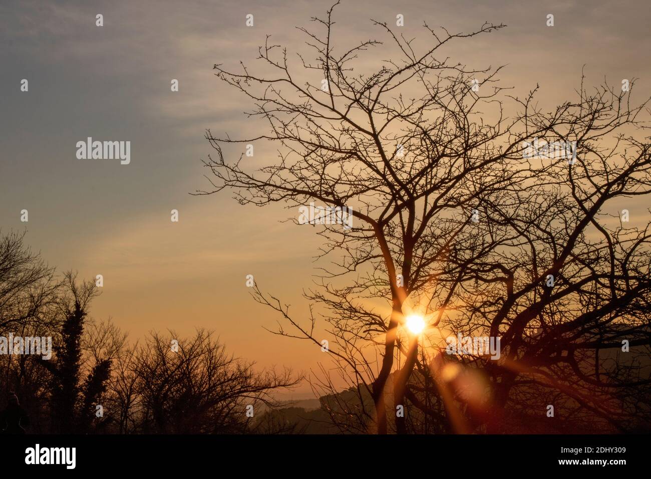 Sunset picture showing a tree silhouette and the sun behind it Stock ...