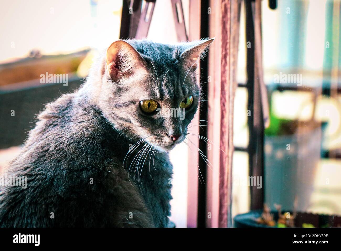 A gray cat at the window Stock Photo - Alamy