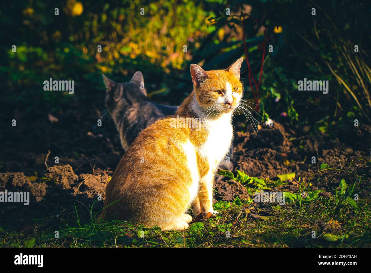 Ginger cat in the sunlight Stock Photo - Alamy