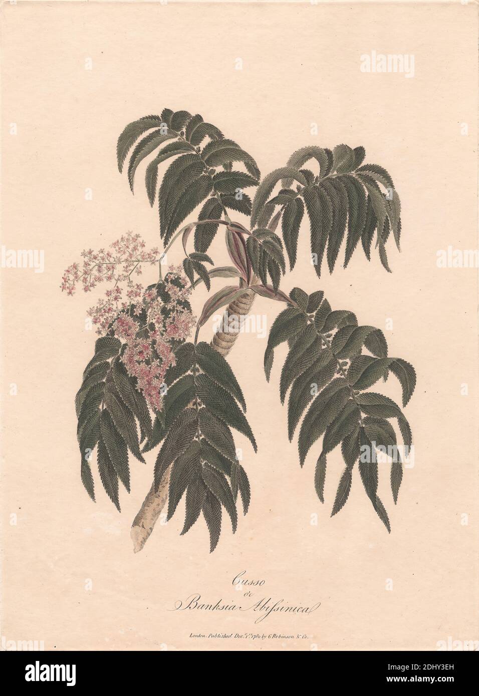 Cusso hi-res stock photography and images - Alamy