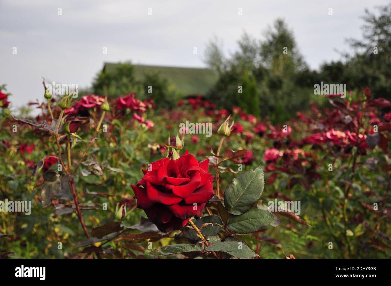 Rosa grandiflora roses hi-res stock photography and images - Alamy