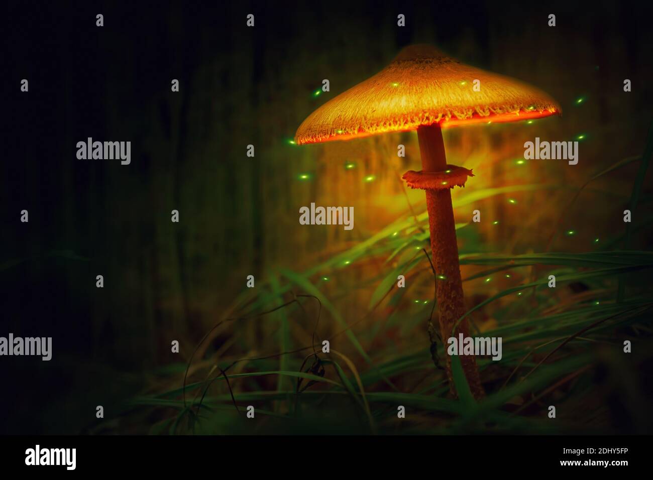 Magical glowing mushroom in the forest Stock Photo - Alamy