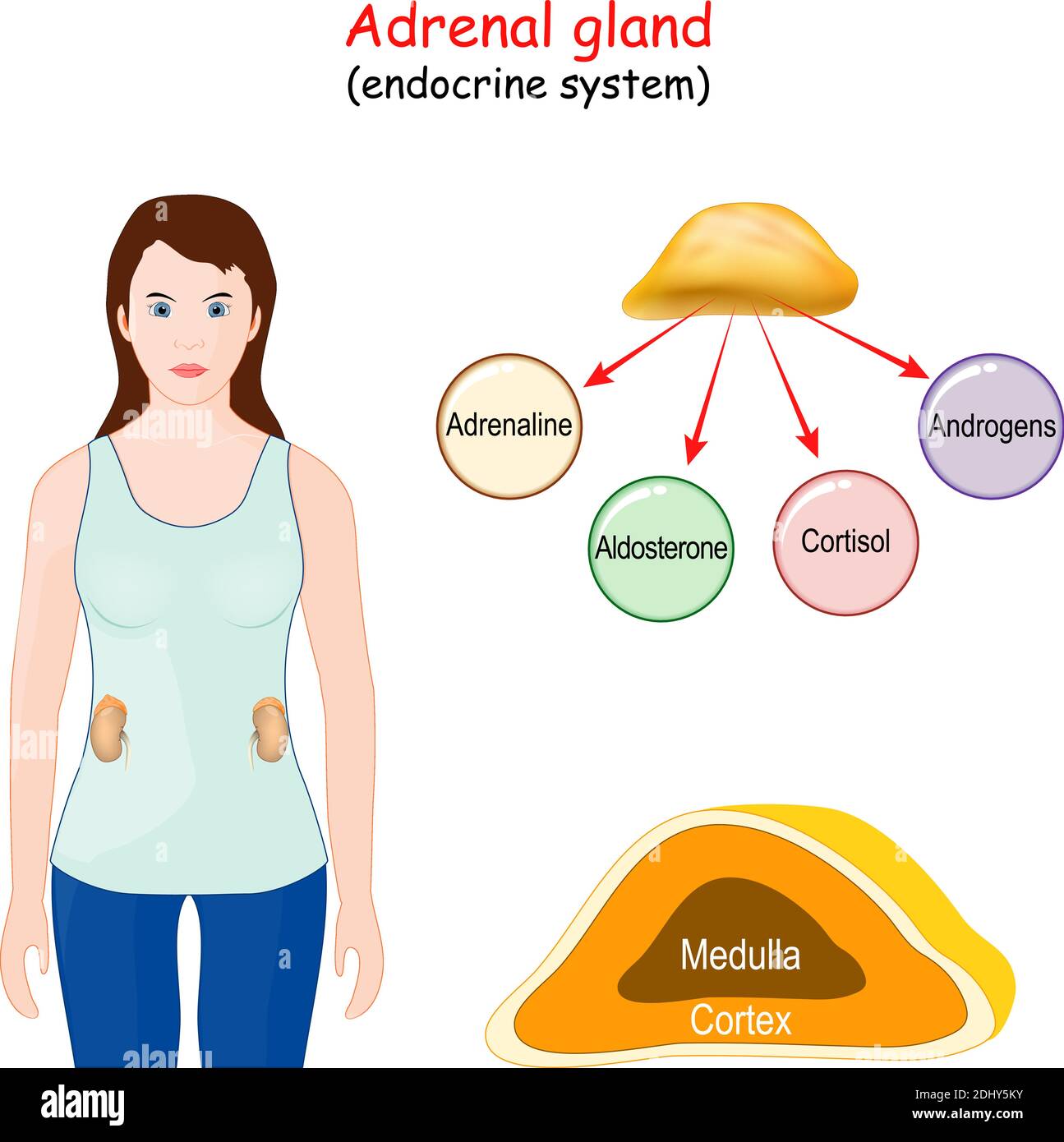 Endocrine System Function And Structure