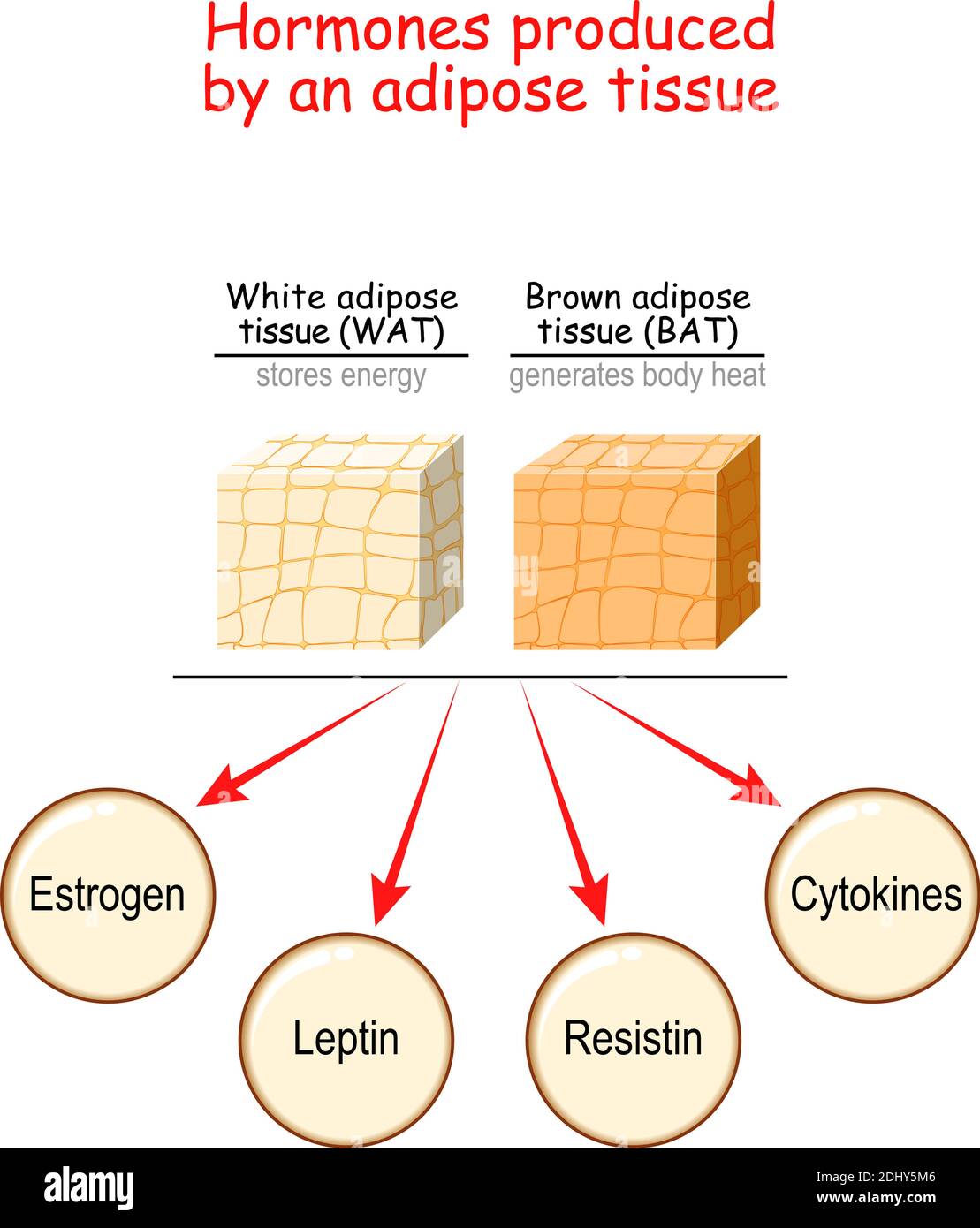 Brown adipose tissue Stock Vector Images - Alamy