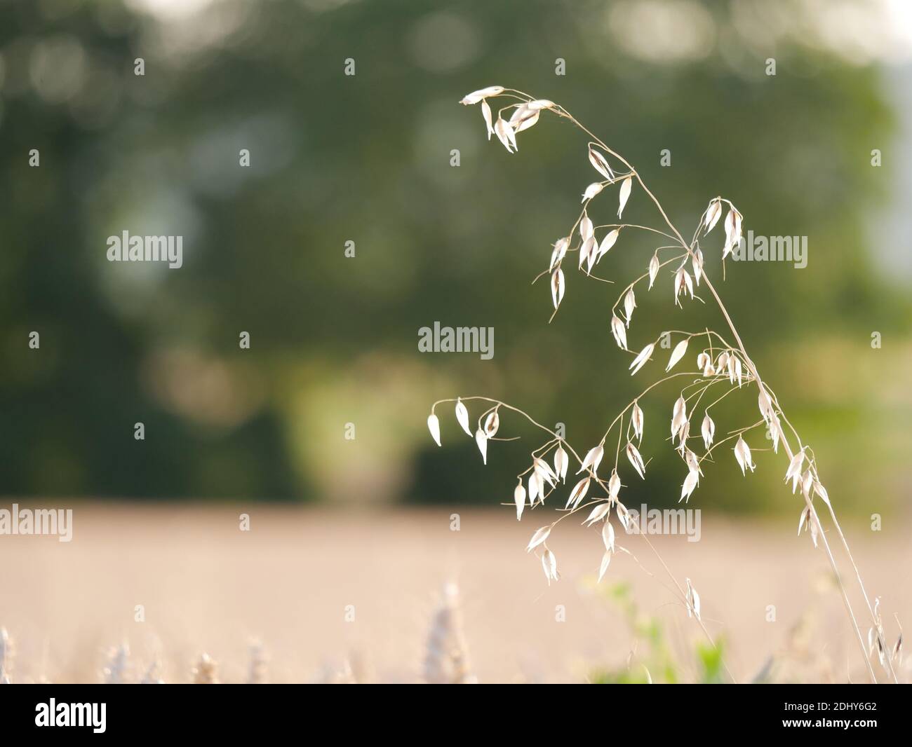 Dry oat ready to harvest Stock Photo - Alamy
