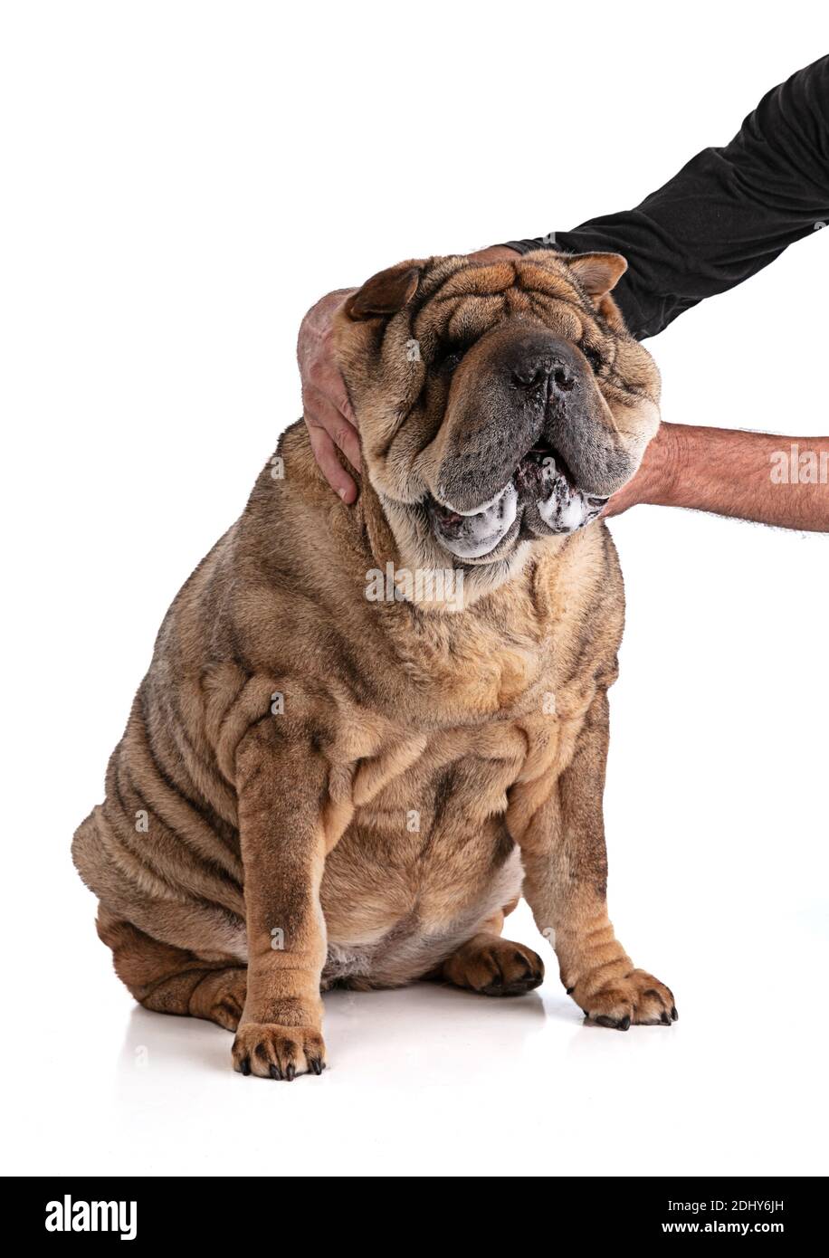 Old Shar-Pei (12 years old) isolated with the arm of his master on ...