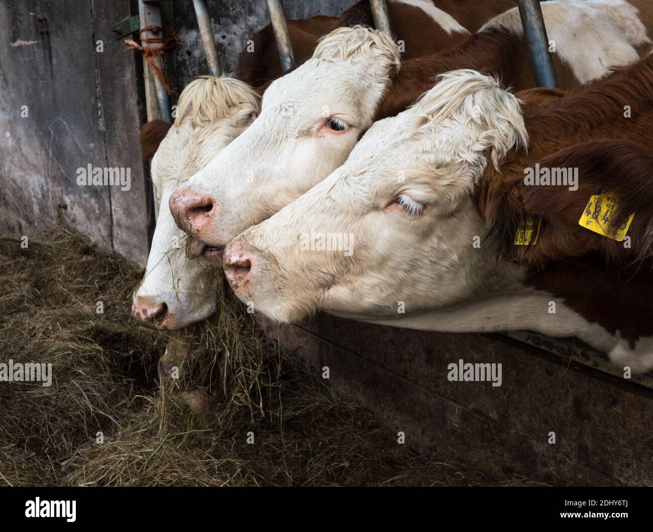 Wintering cattle hi-res stock photography and images - Alamy