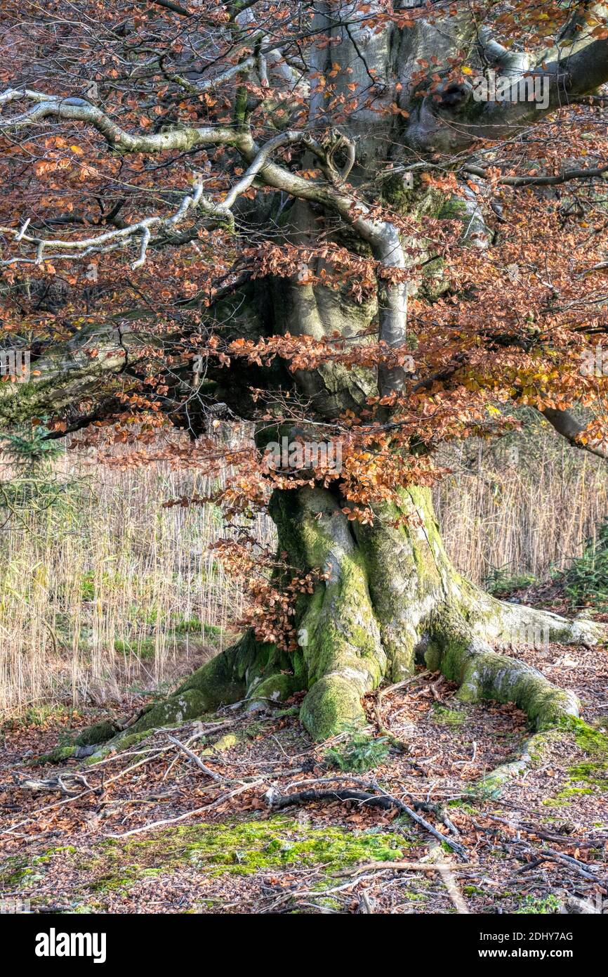 Beautiful Trees in autumn Cumbria England Stock Photo - Alamy