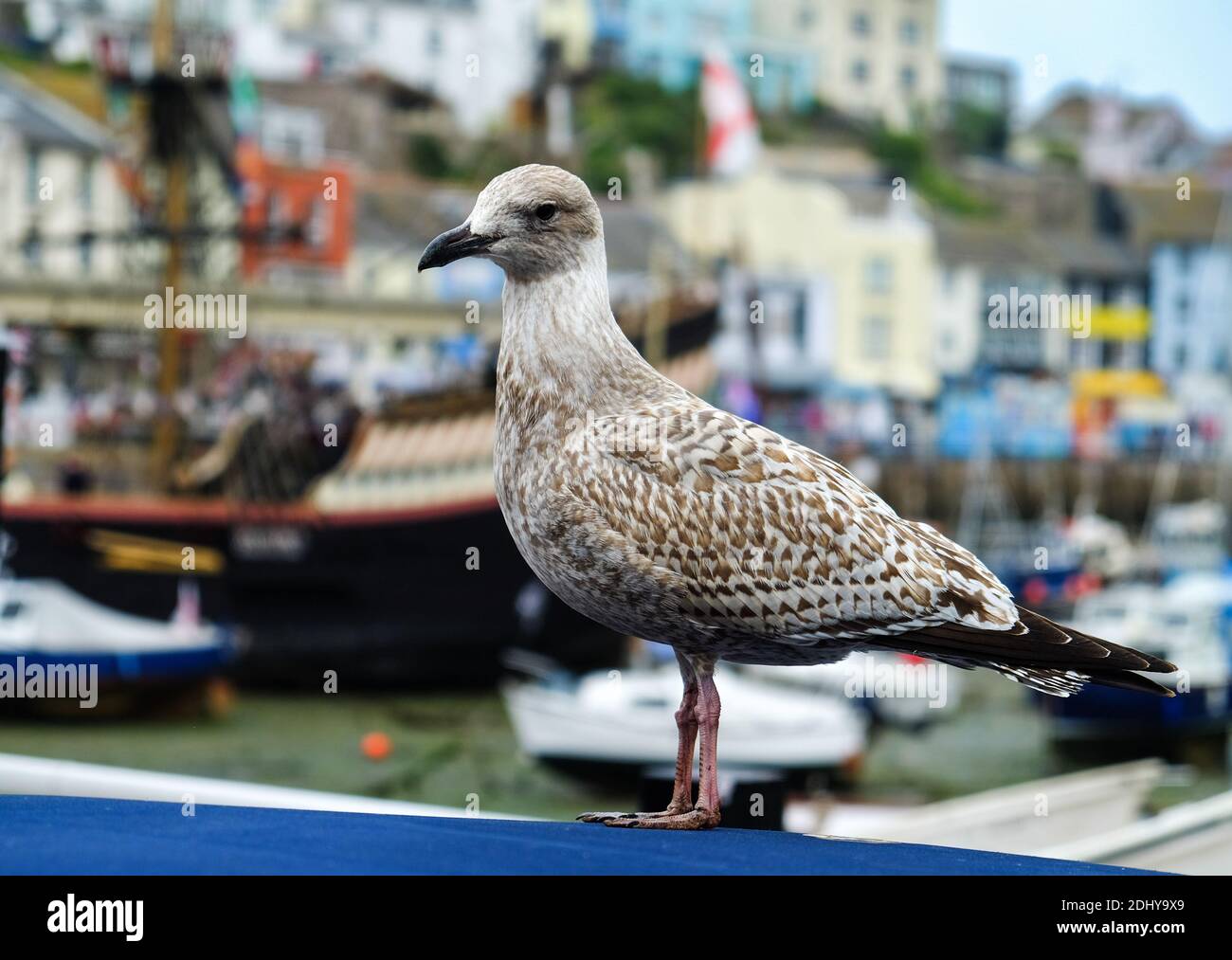 English sea bird hi-res stock photography and images - Alamy