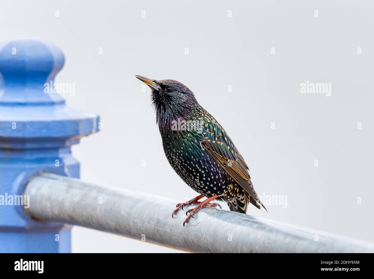 Common Starling showing iridescent plumage Stock Photo - Alamy
