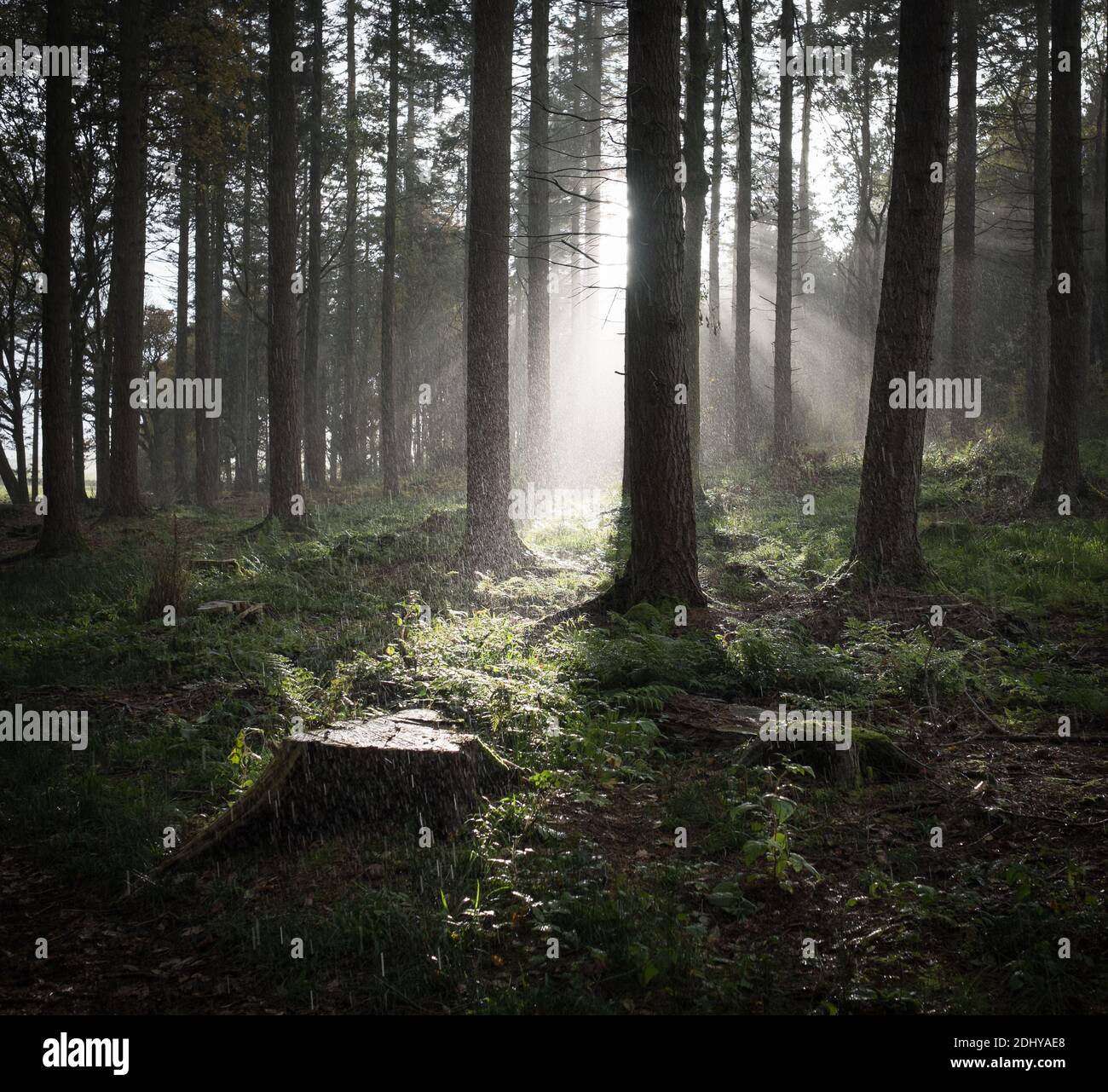 Woodland Rainshower in the English Countryside Stock Photo - Alamy