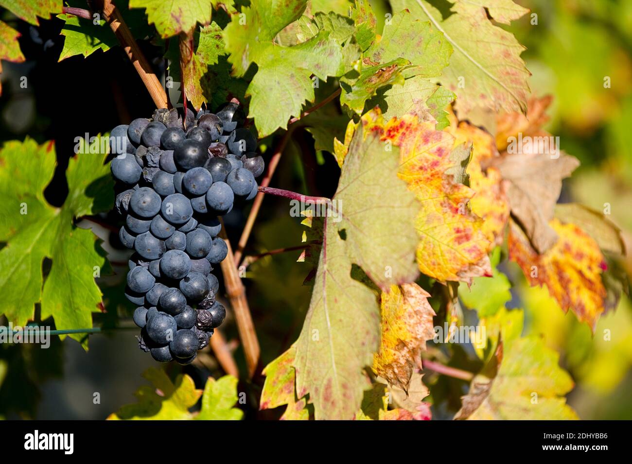 Rote weintrauben hi-res stock photography and images - Alamy