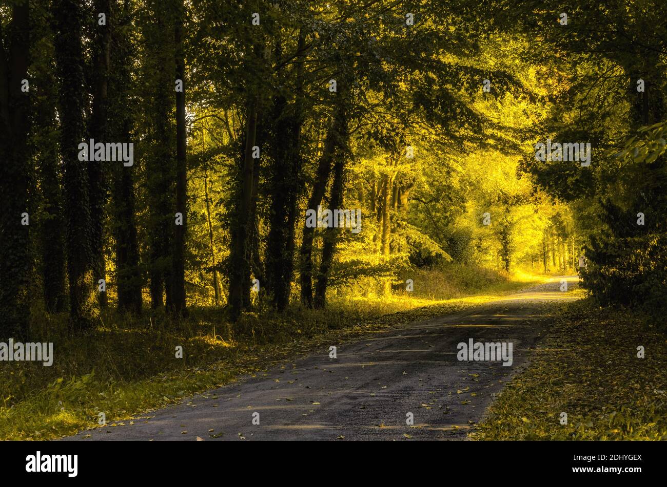 dark summer forest road through the forest with golden light at the end ...