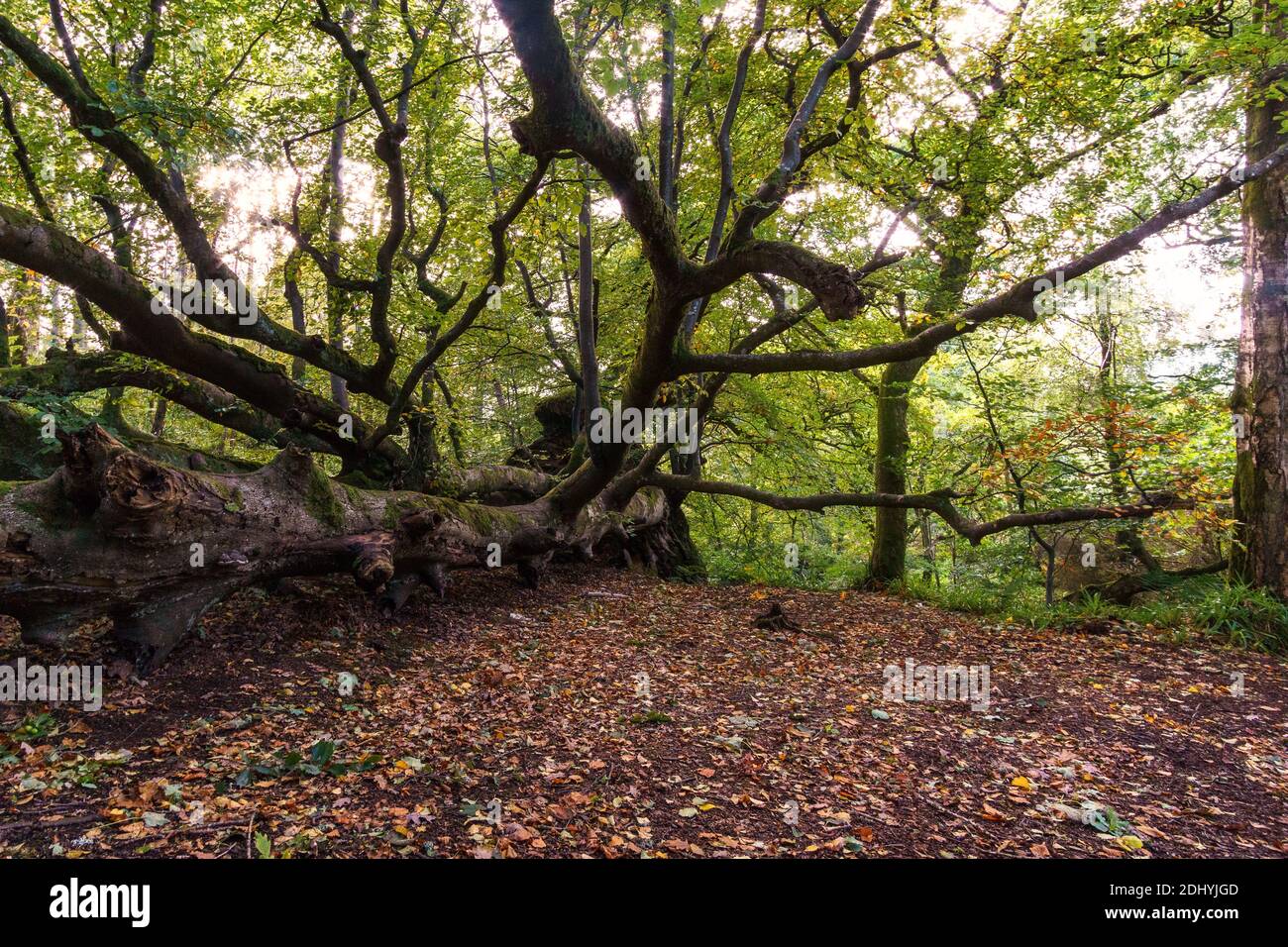 Old dying tree fallen on forest ground Stock Photo - Alamy