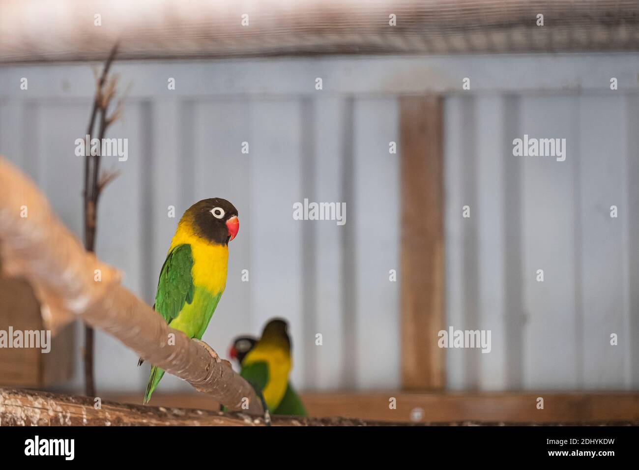 Masked lovebird hi-res stock photography and images - Alamy