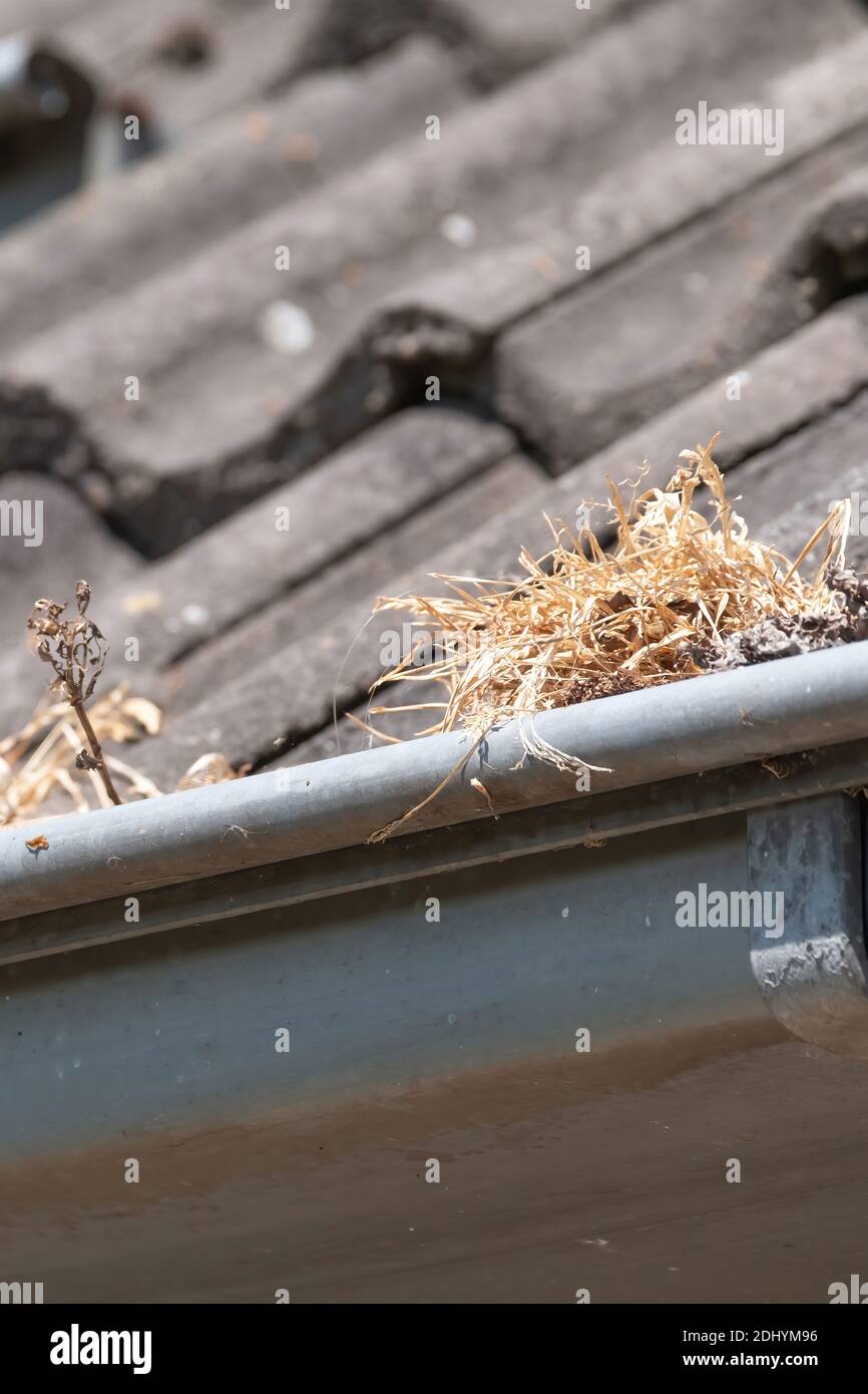 Gutter is full of grass and leaves, poor maintenance. Gutter should be ...