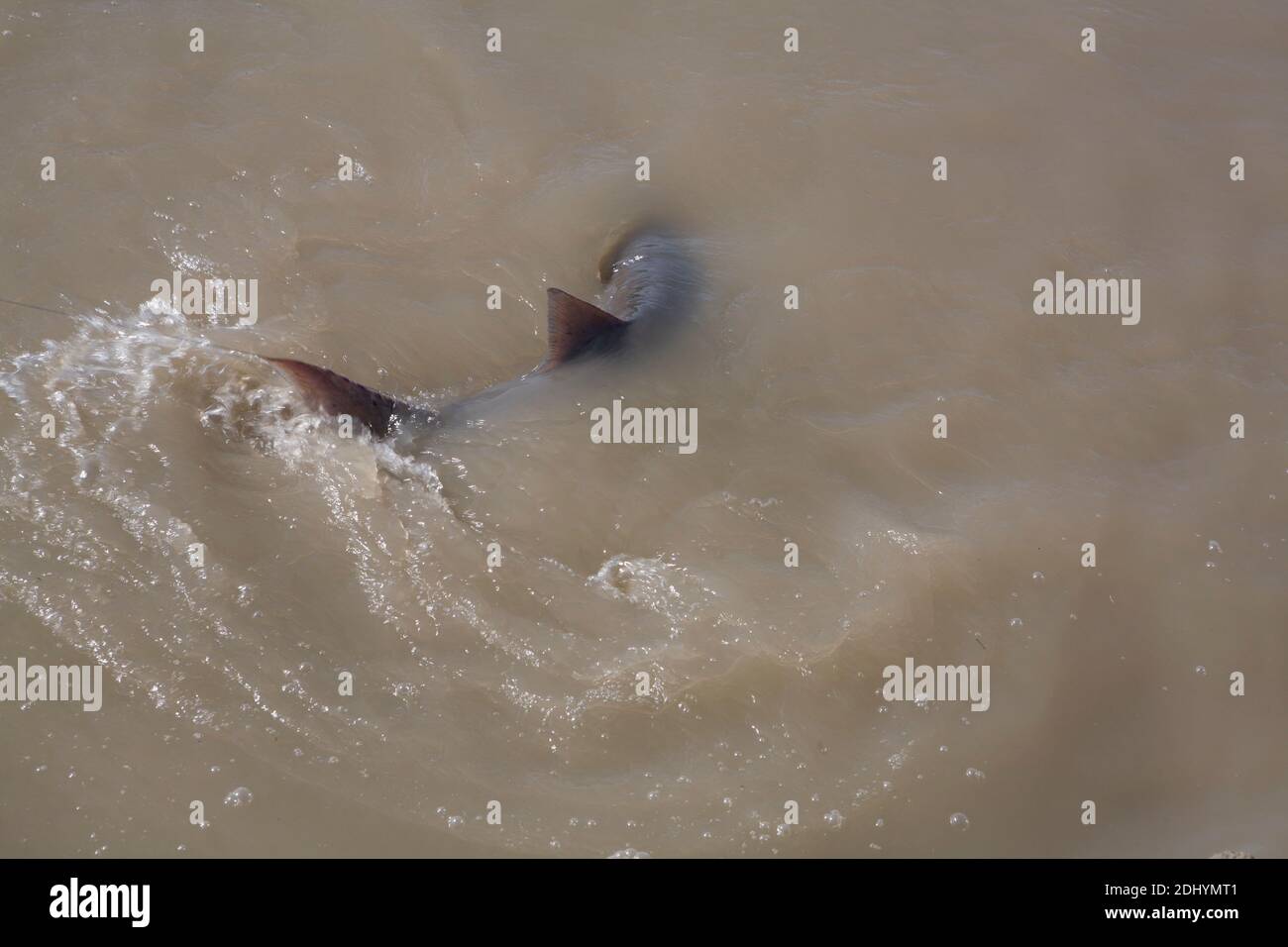 Large paddlefish (Polyodon Spathula) thrashes as it near the bank ...