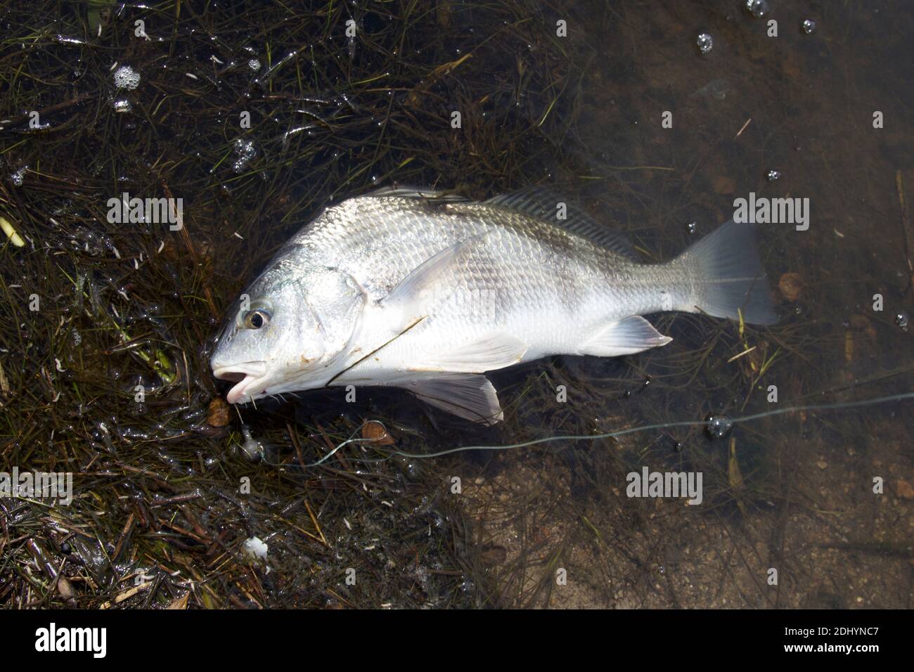 Freshwater drum (Aplodinotus grunniens), also called Gaspergou, on a ...