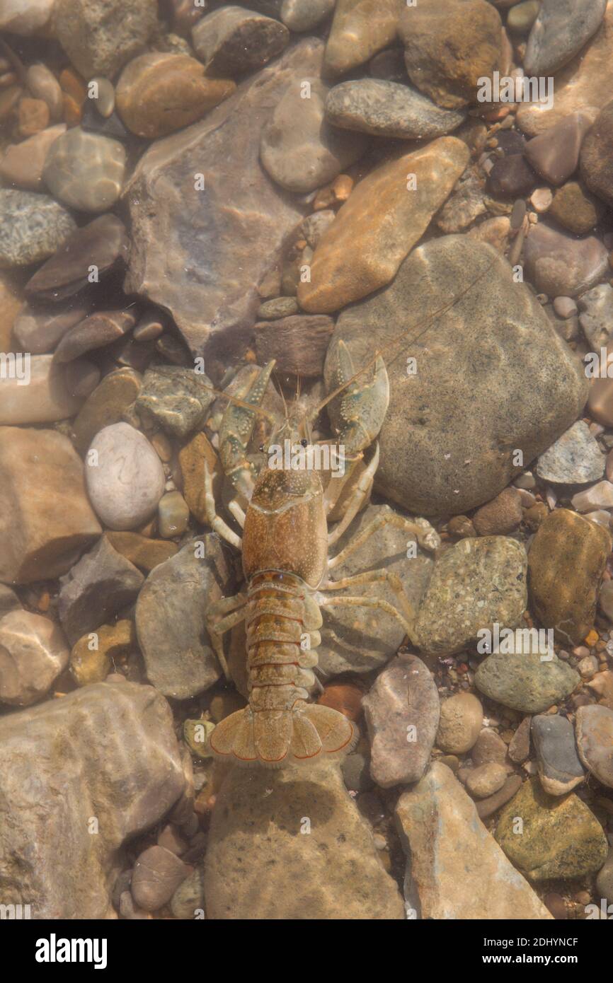 Crayfish blends into the rocks on the bottom of Deadman's Basin, MT ...