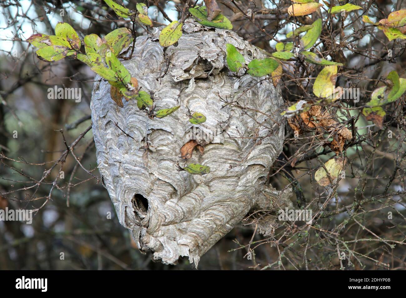 A large hornets nest hanging from a tree branch Stock Photo - Alamy