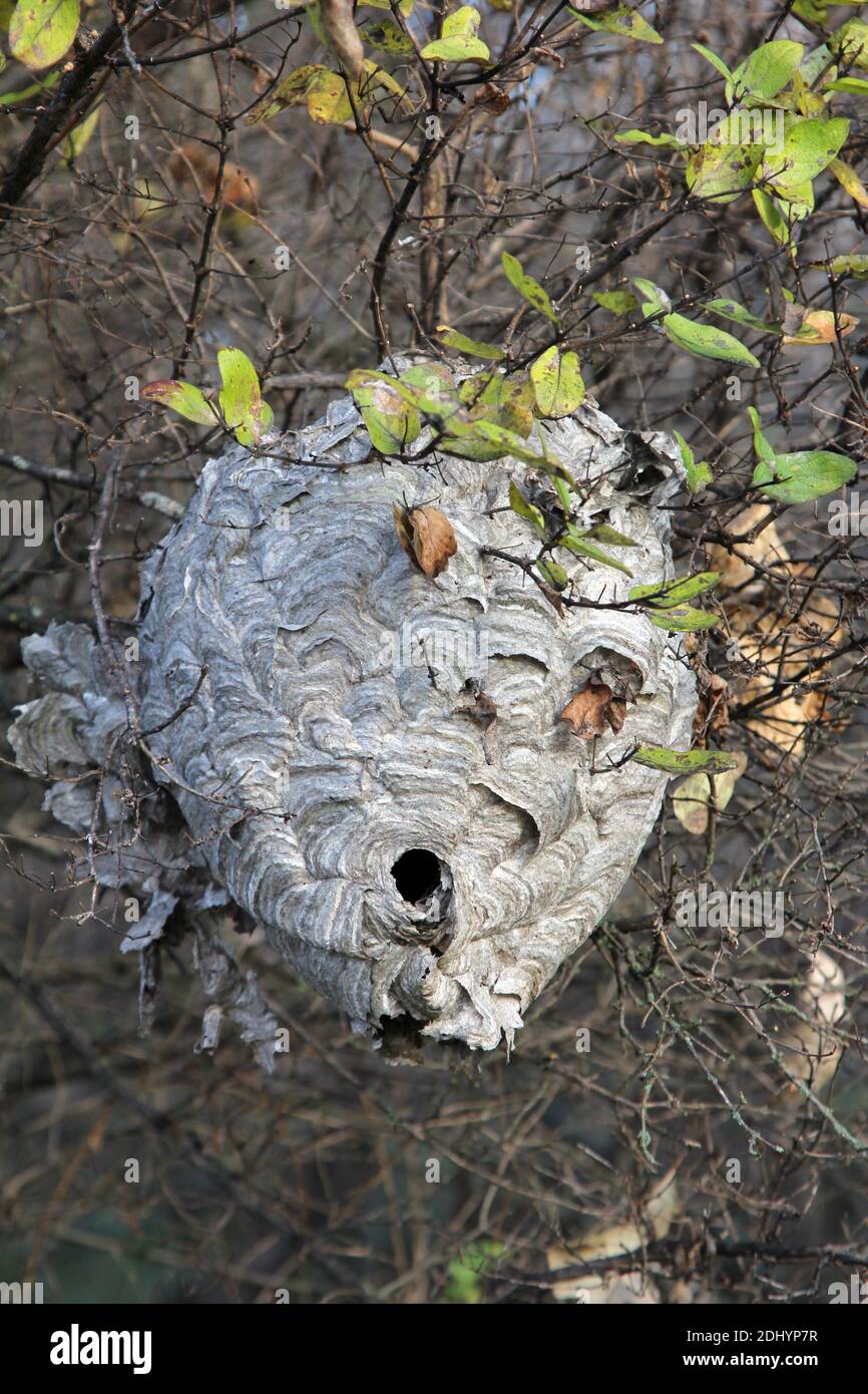Front view of a large hornets nest hanging in a tree Stock Photo - Alamy