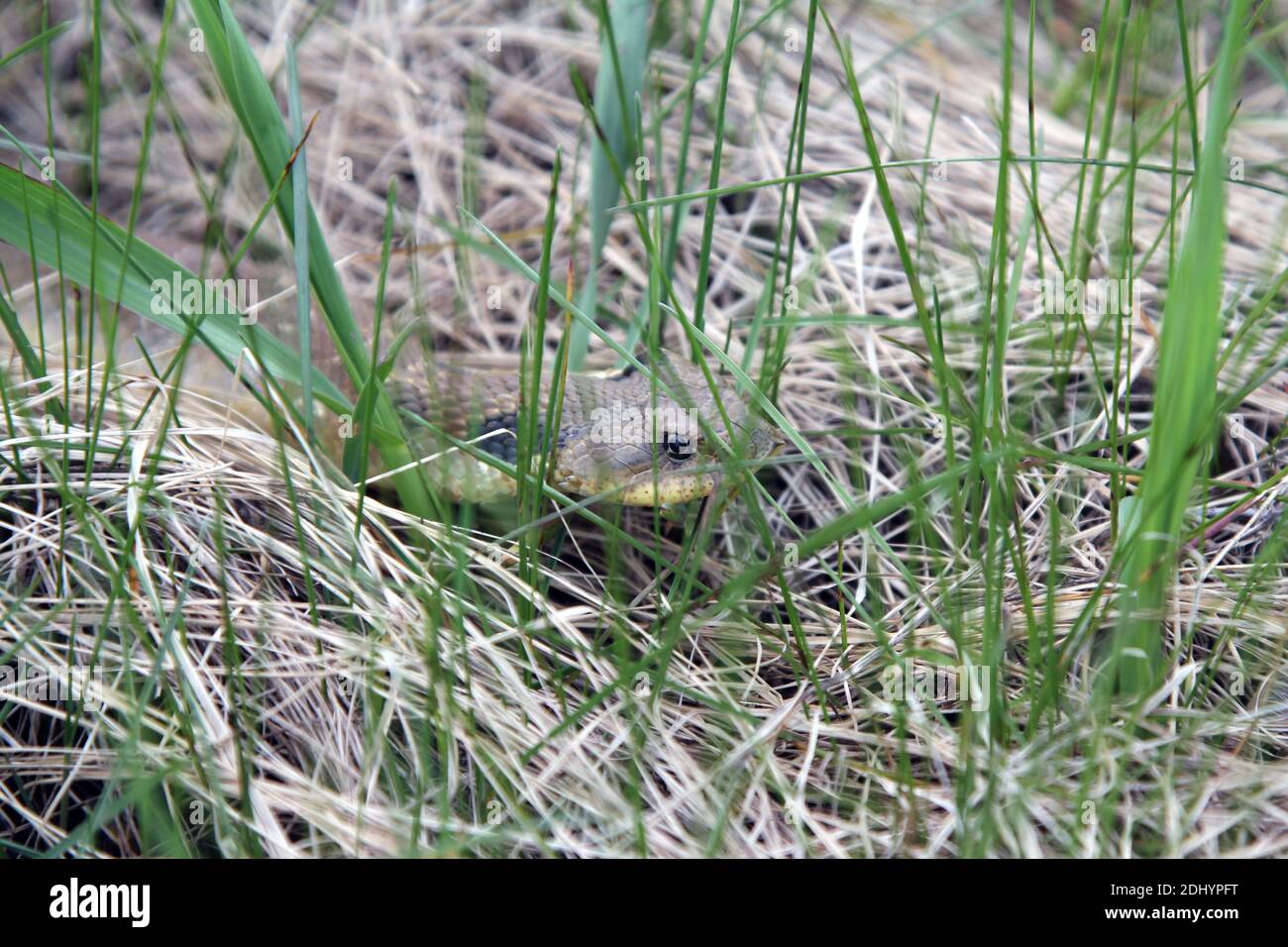Eastern hognose snake hi-res stock photography and images - Alamy