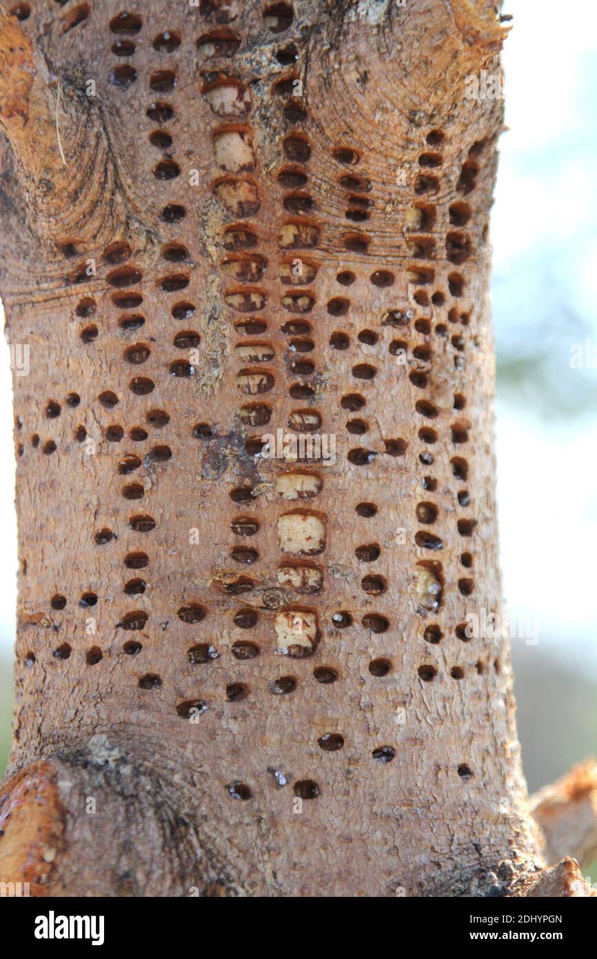 Holes in a pine tree from a woodpecker hunting for bugs Stock Photo - Alamy