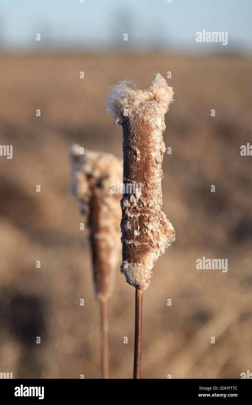 A cattail, Typhaceae Typha, in the seeding phase Stock Photo - Alamy
