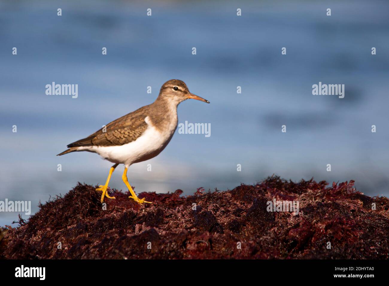 Spotted sandpiper (Actitis macularius) at La Jolla Stock Photo - Alamy