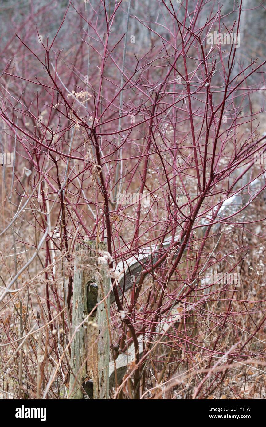 A rustic fence sits in the willow brush Stock Photo - Alamy