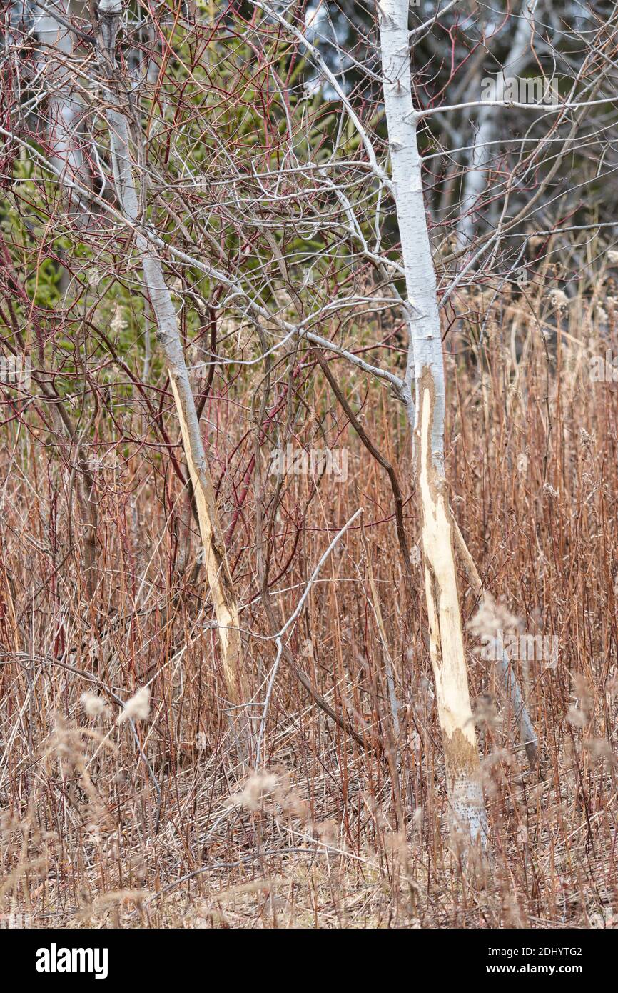 Deer rub tree hi-res stock photography and images - Alamy