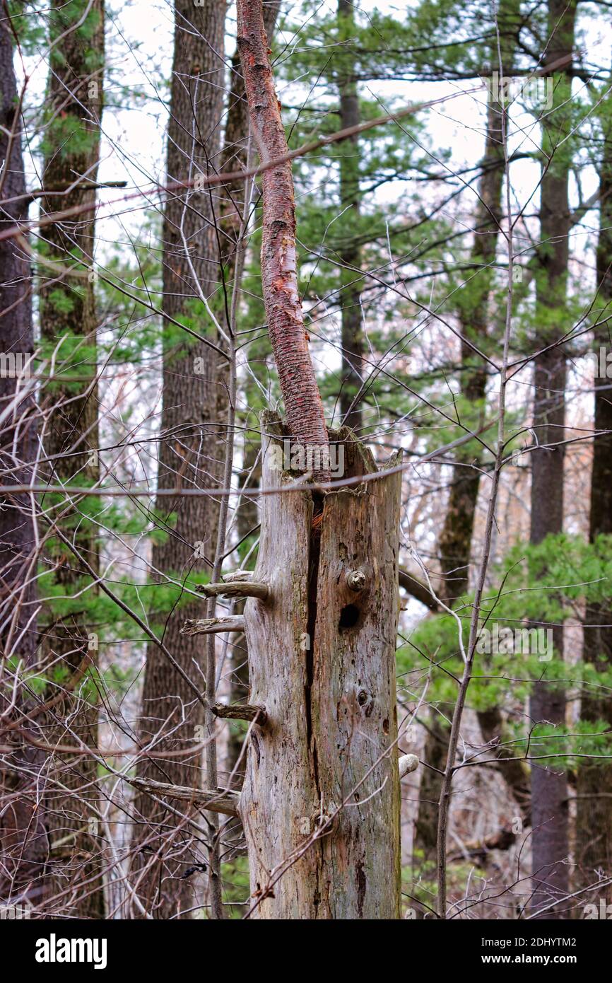 Tree Trun High Resolution Stock Photography and Images - Alamy