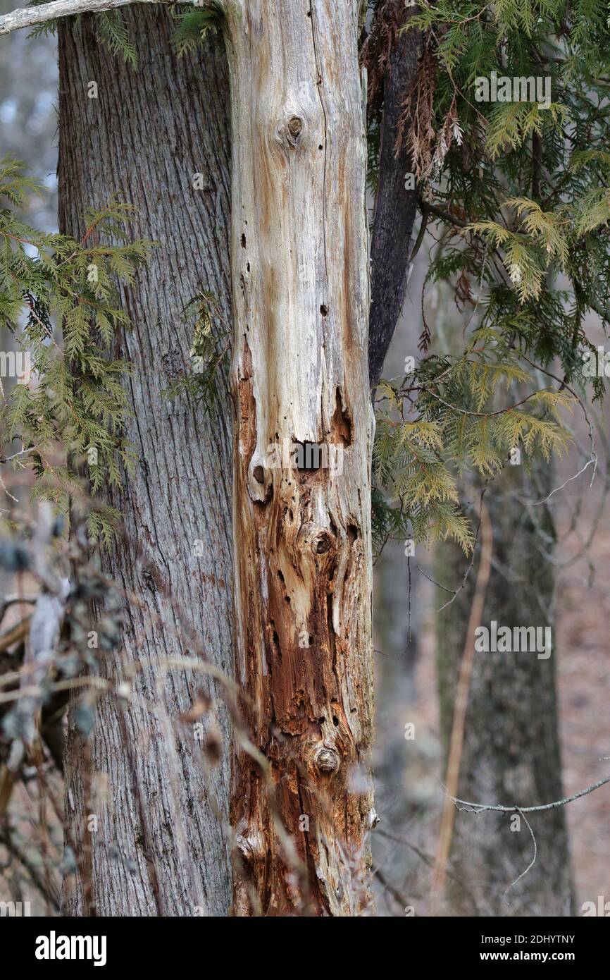 An animal or bird hold in a standing dead tree Stock Photo - Alamy