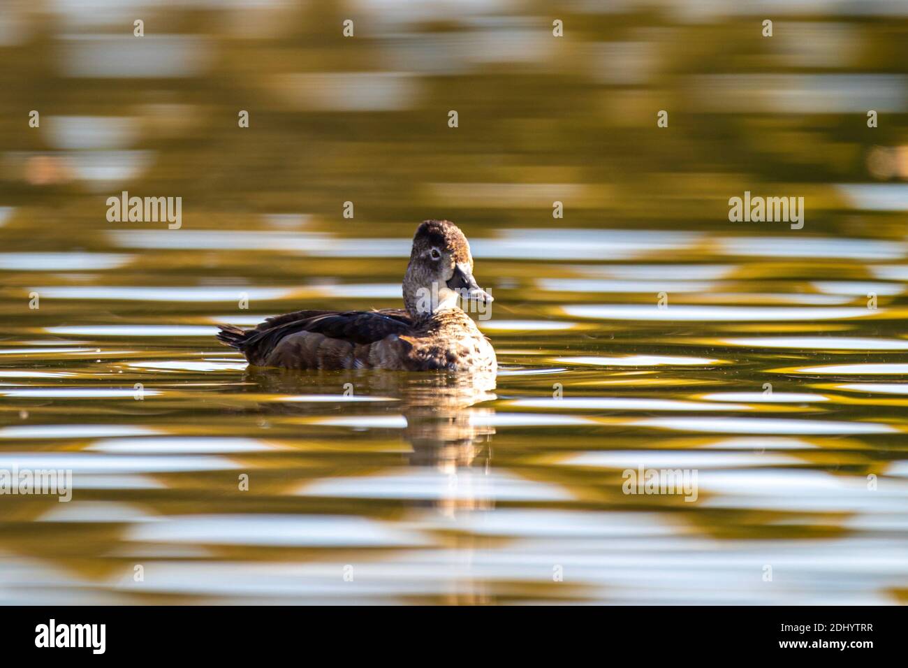 lesser scaup (Aythya affinis) at Santee Lakes Stock Photo - Alamy