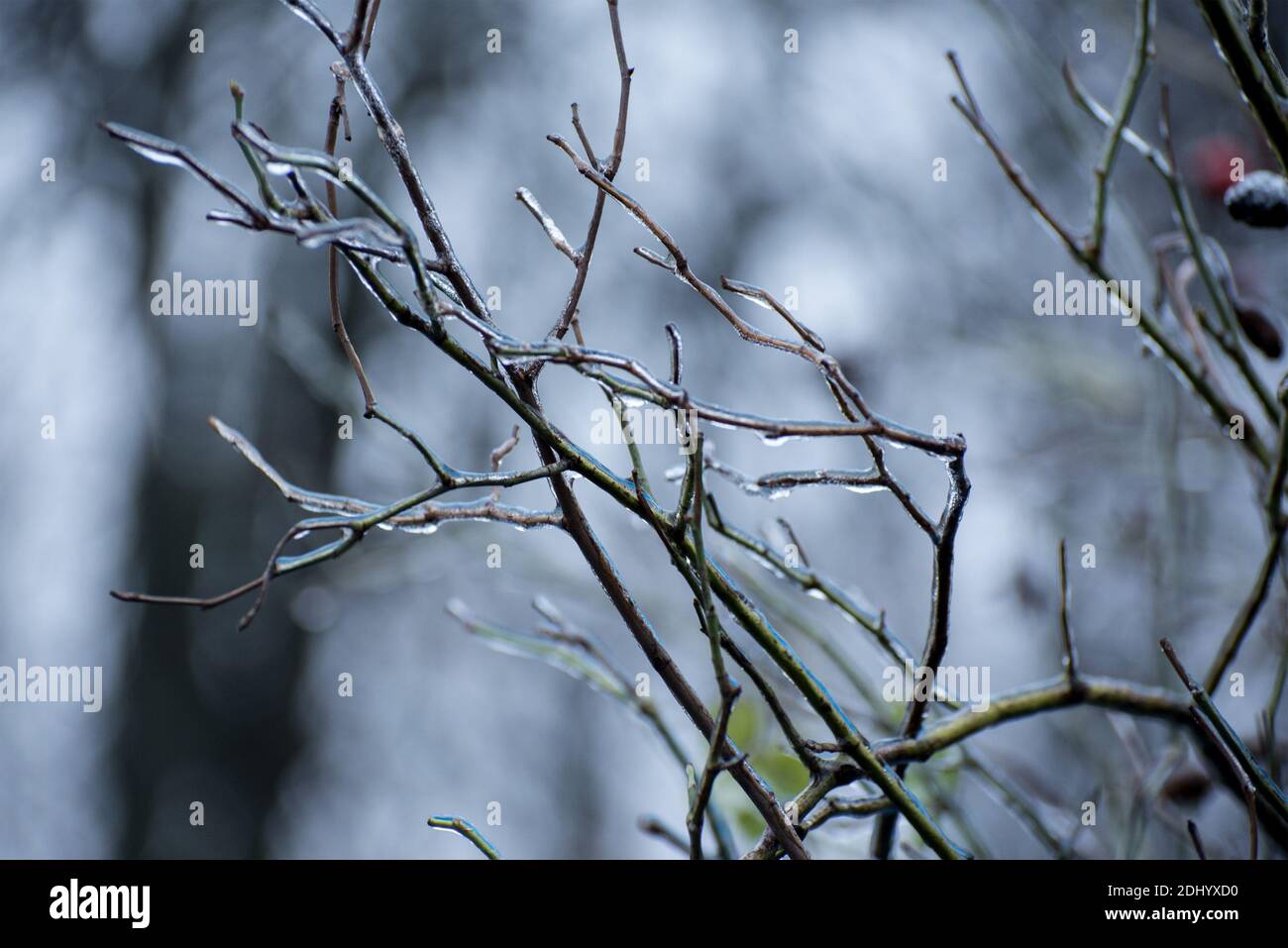 Winter background with frosted branches Stock Photo - Alamy