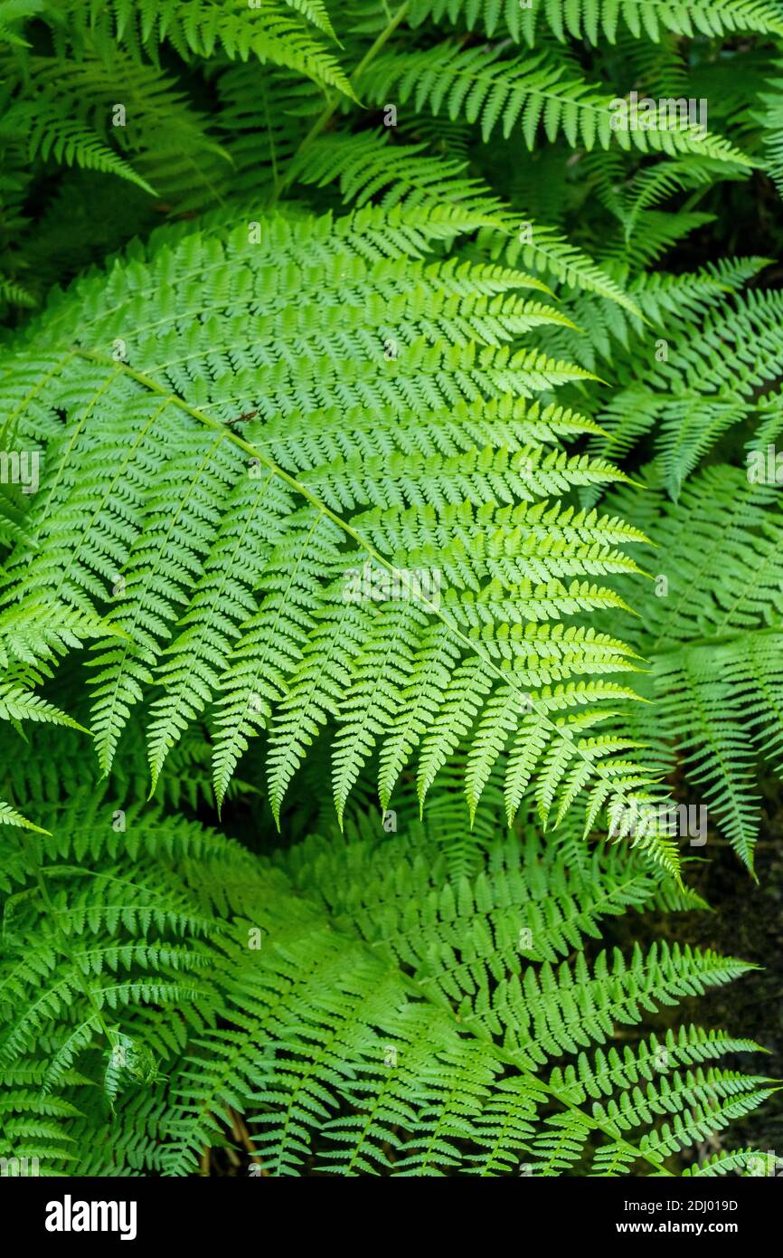 Washington leaflet hi-res stock photography and images - Alamy