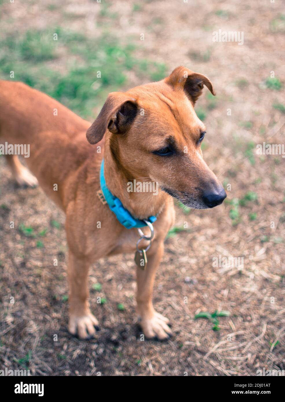 Smiley dog hi-res stock photography and images - Alamy