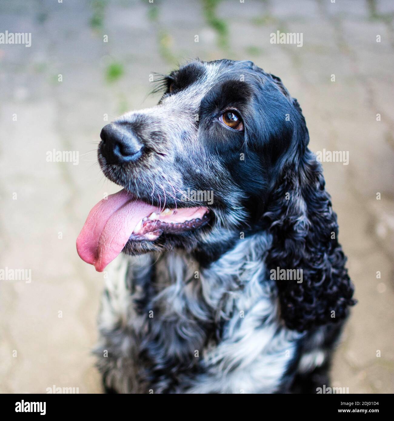 Gray cocker spaniel hi-res stock photography and images - Alamy