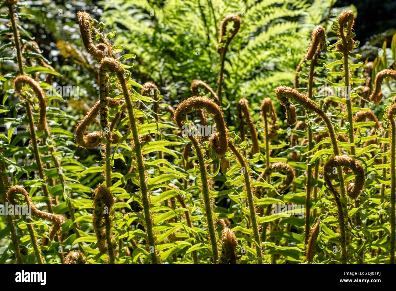 Issaquah, Washington, USA. Western Swordfern fiddleheads. Fronds ...
