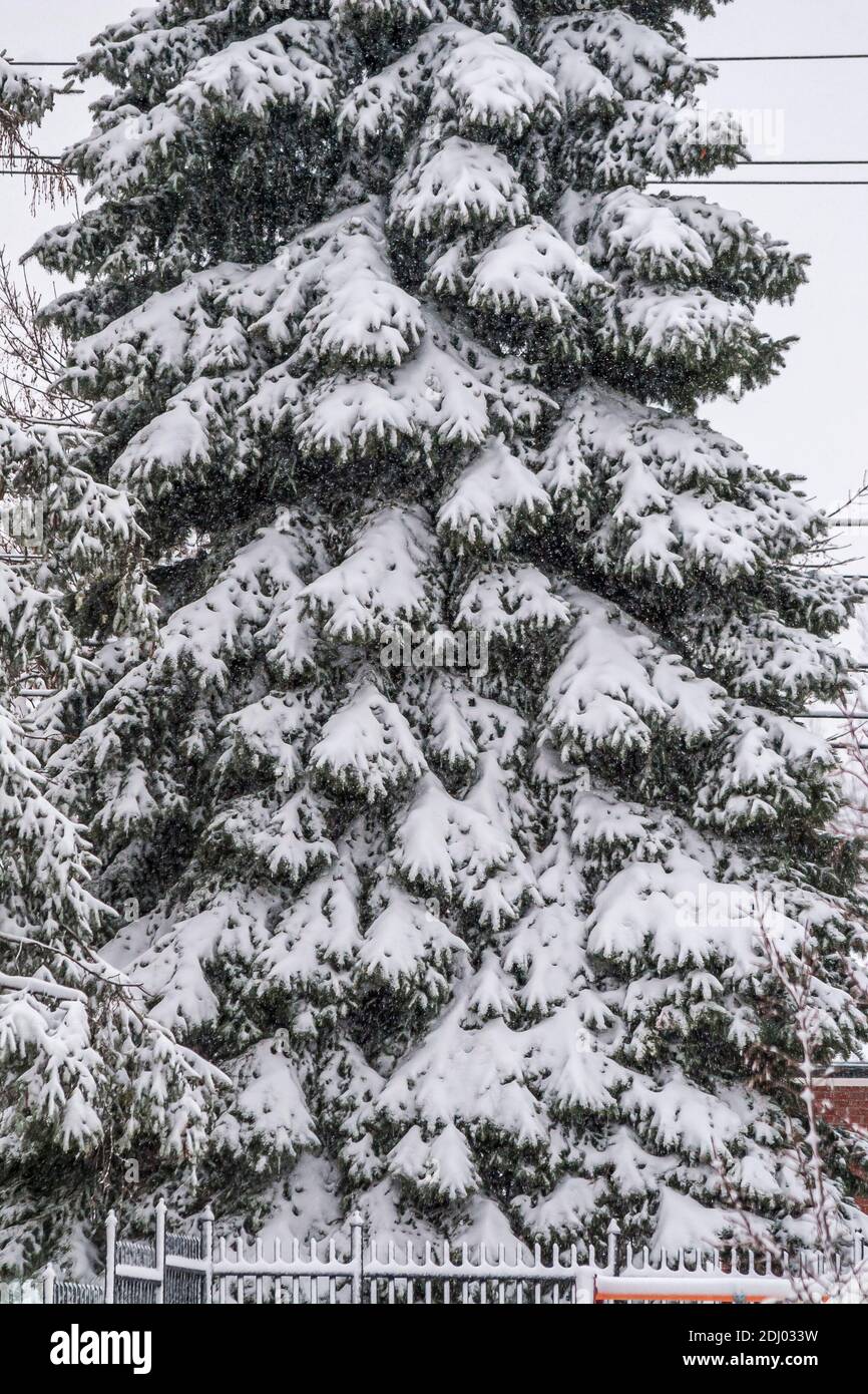 Mantle of snow hi-res stock photography and images - Alamy